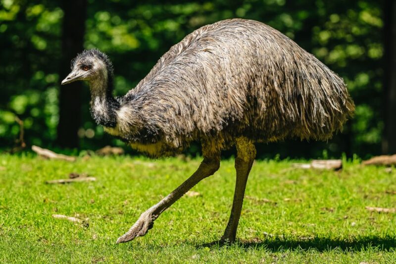 Boston: Franklin Park Zoo Entry Ticket - The Sum Up