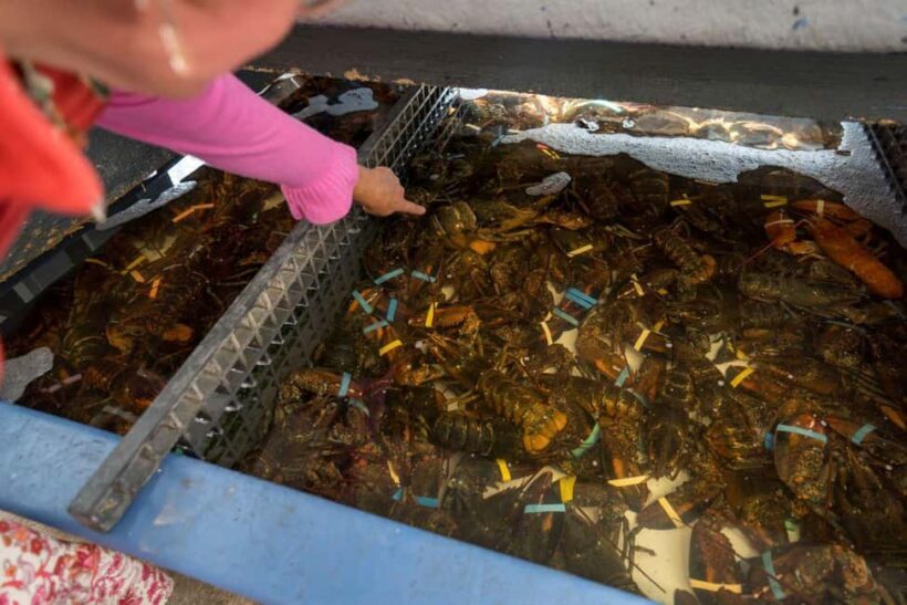 Boston: Guided Seafood Tasting and History Tour - The Sum Up