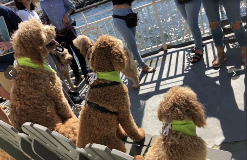 Boston: Scenic Harbor Cruise (Dog-Friendly) - A Tour of Boston’s Waterways