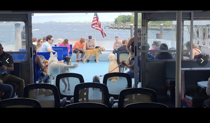 Boston: Scenic Harbor Cruise (Dog-Friendly) - Pricing and Value