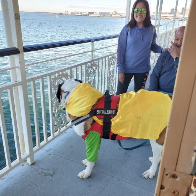 Boston: Scenic Harbor Cruise (Dog-Friendly) - The Sum Up