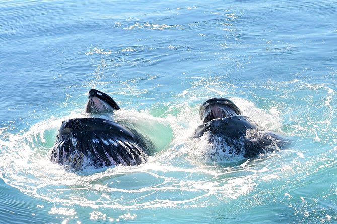 Boston Whale Watching Cruise by High-Speed Catamaran - Onboard Amenities
