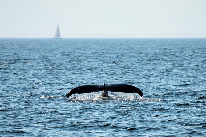 Boston Whale Watching Cruise by High-Speed Catamaran - What to Bring for Your Cruise