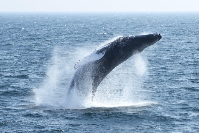 Boston Whale Watching Cruise by High-Speed Catamaran - Accessibility Features and Considerations