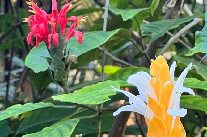 Botanical and Bird Sanctuary Tour in Montego Bay - A Detailed Look at the Sanctuary Tour in Montego Bay