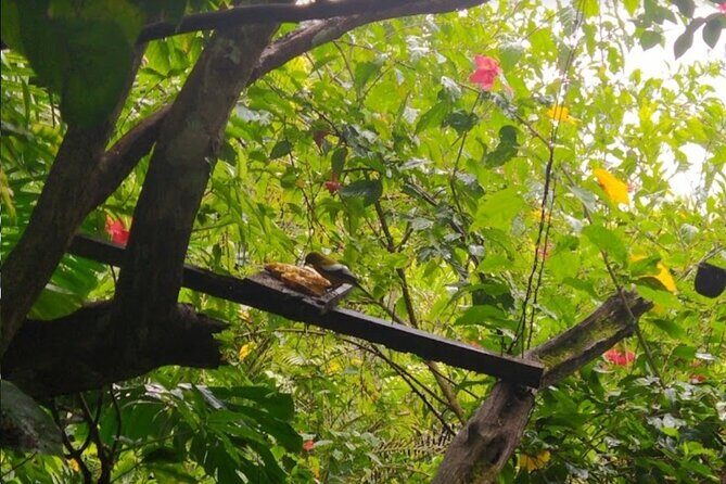 Botanical and Bird Sanctuary Tour in Montego Bay - Value and Pricing: Is It Worth It?