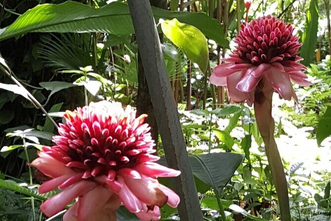 Botanical Garden Exploration - An In-Depth Look at the Botanical Garden Exploration in Soufrière