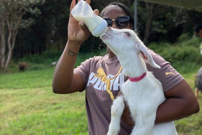 Bottle Feed & Cuddle Baby Goats Tour on Big Island Farm - The Sum Up: Why Choose This Experience?