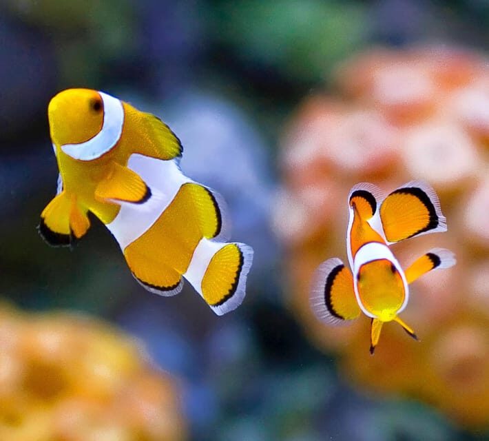 Bournemouth Oceanarium Ticket - The Verdict: Is It Worth Visiting?