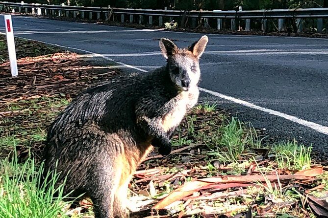 Boutique Great Ocean Road, wildlife and Rainforest Experience - The Itinerary: A Deep Dive into the Experience