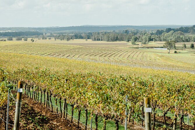 Boutique Hunter Valley Wine Tour from Newcastle - Authentic Experiences and Customer Feedback