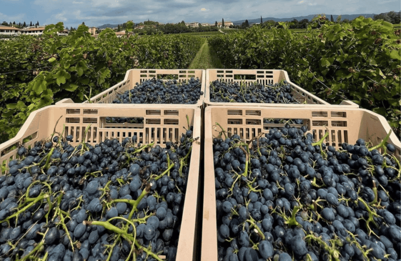 Boutique Winery Tour & Tasting in Valpolicella - FAQs