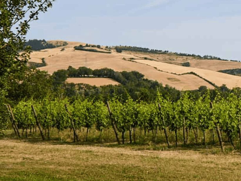 Boutique Winery Visit & 5 Organic Wine Tastings near Urbino - The Sum Up: Is This the Experience for You?