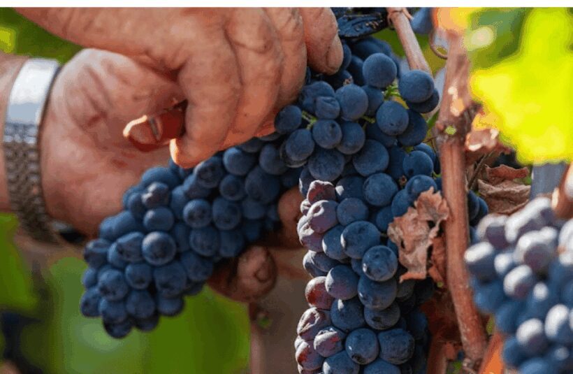 Boutique Winery Visit & Tasting near Rome - Authenticity and Learning Opportunities