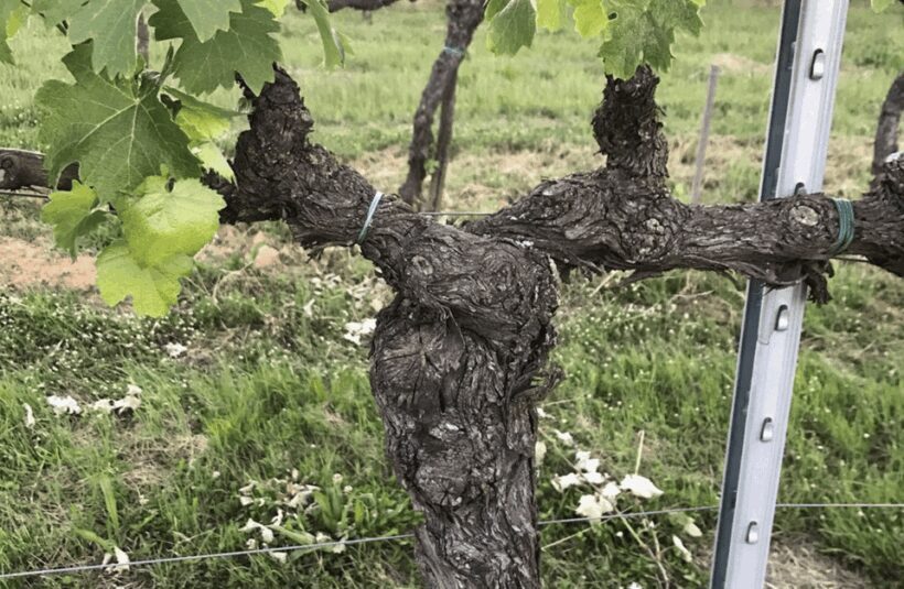 Boutique Winery Visit & Wine Tasting near Arezzo - Key Points