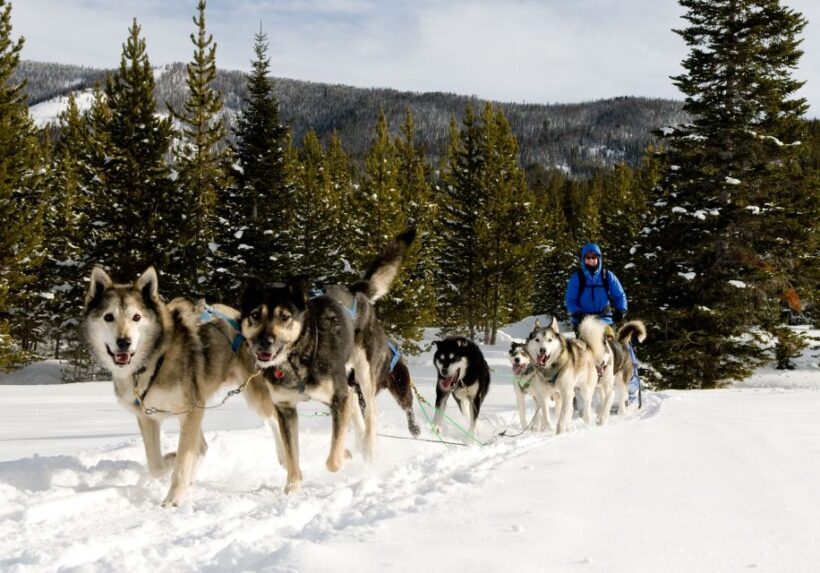 Bozeman: 6 Day Yellowstone Winter Wonderland Tour - Practical Tips for Potential Travelers