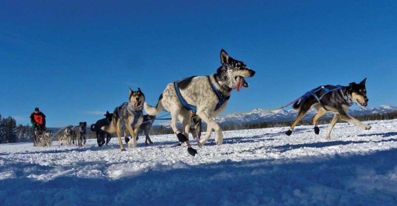 Bozeman: 6 Day Yellowstone Winter Wonderland Tour - The Practical Side: What’s Included and What’s Not