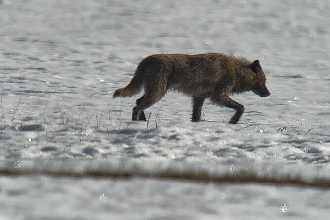 Bozeman Winter Wildlife Safari, Lamar Valley, Burrito and Lunch - Who Should Consider This Tour?