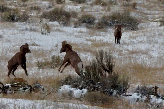 Bozeman Winter Wildlife Safari, Lamar Valley, Burrito and Lunch - Final Thoughts