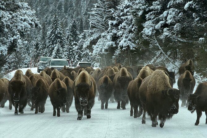 Bozeman Winter Wildlife Safari, Lamar Valley, Burrito and Lunch - FAQs