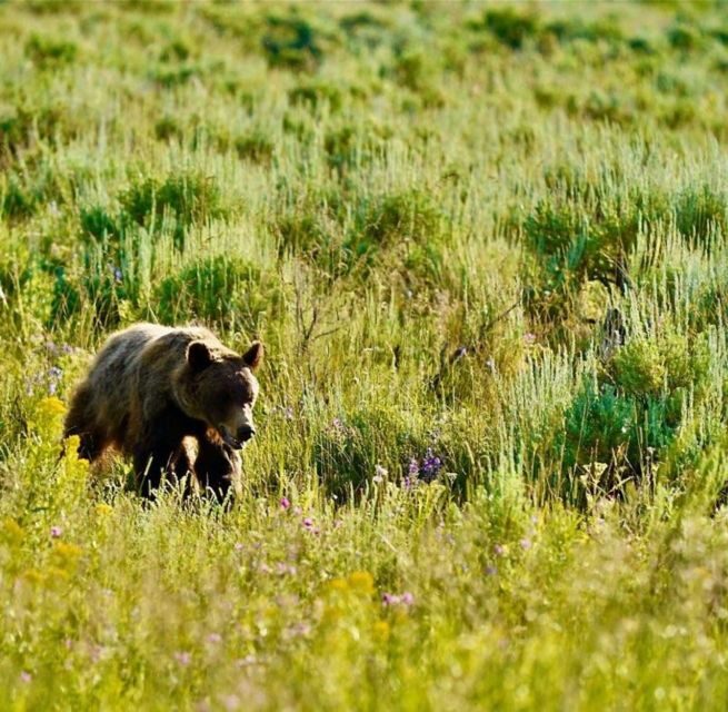 Bozeman: Yellowstone & Grand Teton National Park with Hotel - FAQ