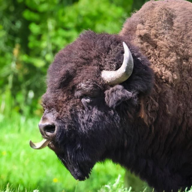 Bozeman: Yellowstone & Grand Teton National Park with Hotel - FAQ