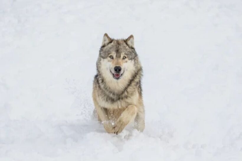 Bozeman: Yellowstone Wolves and Winter 4Day/3Night Adventure - An Adventure into Yellowstone’s Winter Wilderness