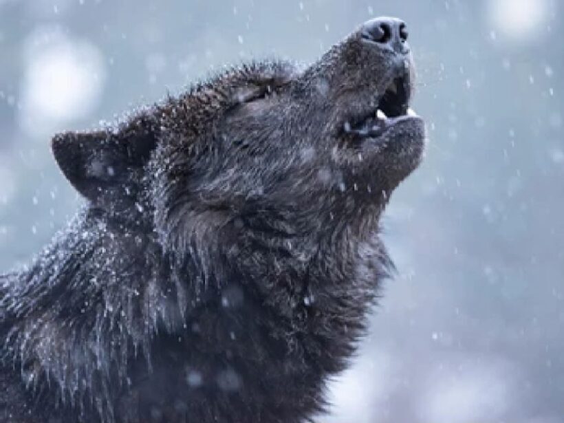 Bozeman: Yellowstone Wolves and Winter 4Day/3Night Adventure - The Value of This Experience
