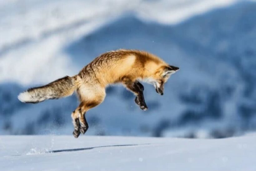 Bozeman: Yellowstone Wolves and Winter 4Day/3Night Adventure - FAQ