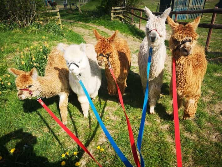 Brackenfield: Alpaca Trek - An In-Depth Look at the Brackenfield Alpaca Trek