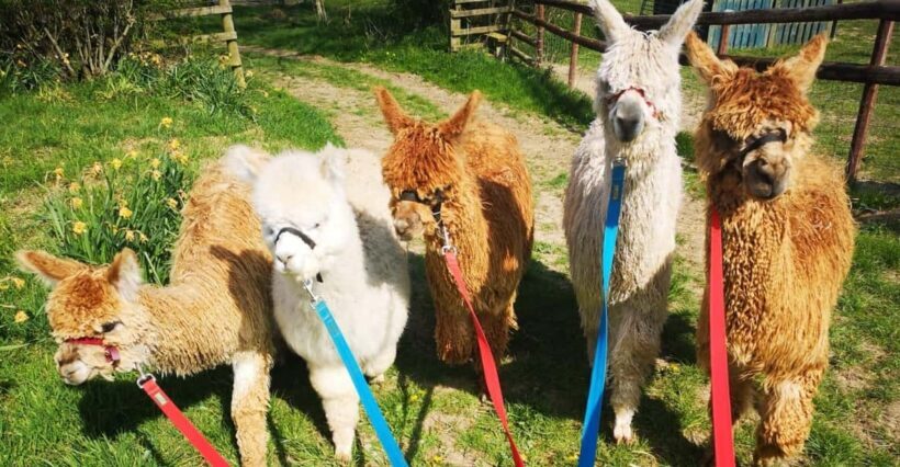 Brackenfield: Alpaca Trek - Final Thoughts