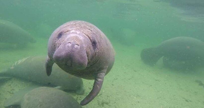 Bradenton: Anna Maria Island Guided Kayaking Manatee Tour - An Authentic Look at the Tour Experience
