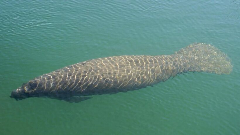 Bradenton: Anna Maria Island Guided Kayaking Manatee Tour - Practical Tips for Your Kayaking Adventure