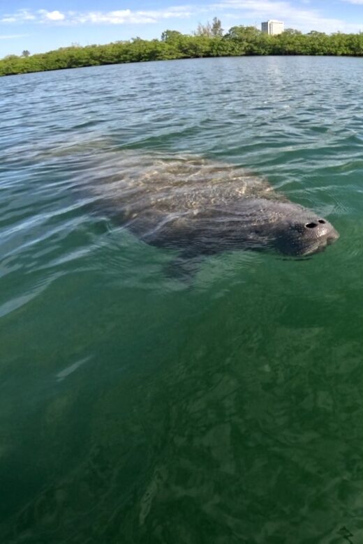 Bradenton: Guided Pedal Kayak Tour - An In-depth Look at the Guided Pedal Kayak Tour
