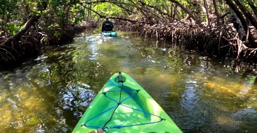 Bradenton: Guided Pedal Kayak Tour - Final Thoughts