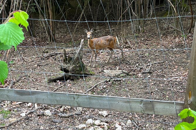 Bran (Dracula) Castle, Bear Sanctuary, Rasnov Fortress & Palinca Distillery - Inclusions and Meeting Details