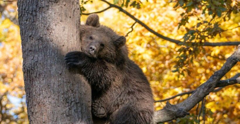 Brasov: Bear Sanctuary, Dracula Castle, and Rânov Fortress - An In-Depth Look at the Tour Experience