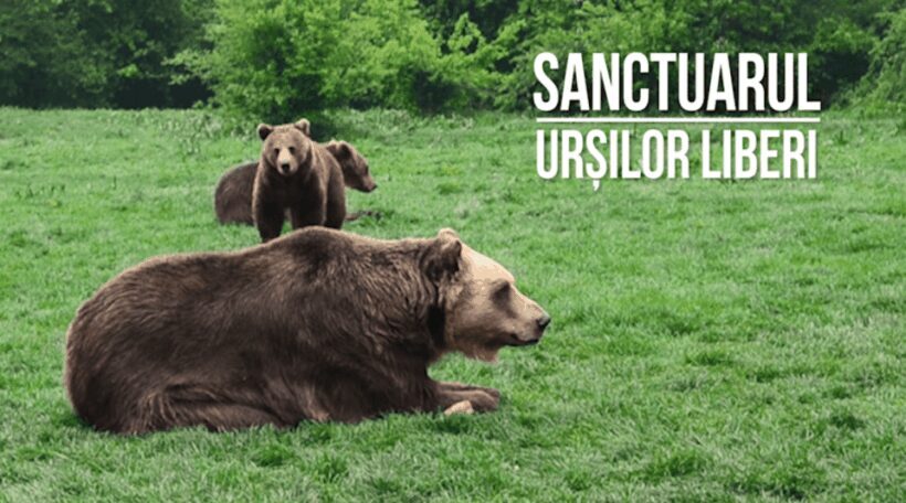Brasov: Bear Sanctuary, Dracula Castle, and Rânov Fortress - The Next Stop: Bran Castle – The Dracula Connection