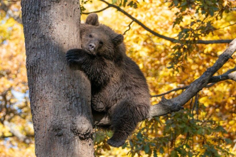 Brasov: Bear Sanctuary, Dracula Castle, and Rânov Fortress - Who Should Take This Tour?