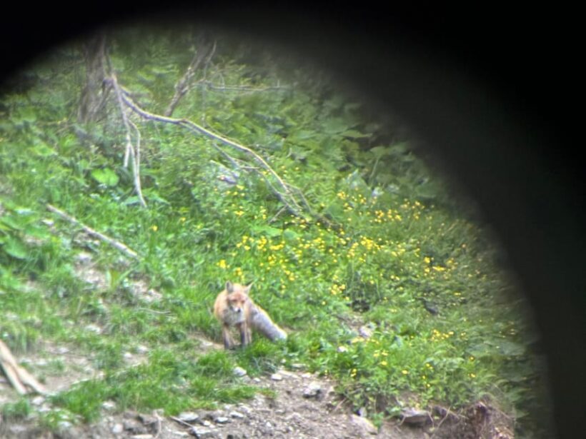 Brasov: Bear Watching in the Wild (From a Hideout) - Final Thoughts