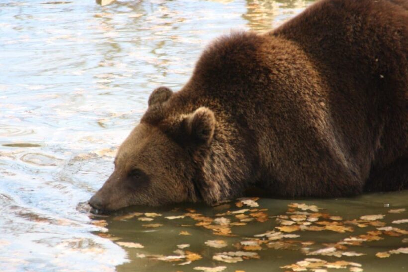 Brasov: Libearty Bear Sanctuary - Practicalities: Price, Duration, and Logistics