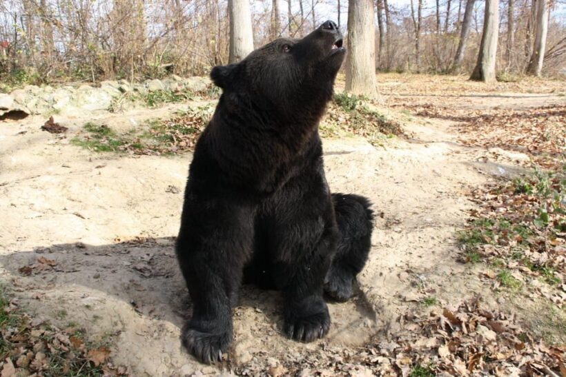 Brasov: Libearty Bear Sanctuary - Why This Tour Is Worth Your Time