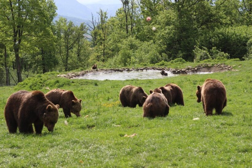 Brasov: Libearty Bear Sanctuary - The Sum Up: Who Will Love This Tour?