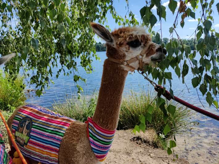 Braunschweig: Alpaca Trekking Tour - Braunschweig: Alpaca Trekking Tour — An Authentic Encounter with Woolly Friends