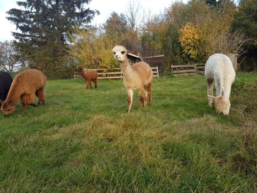 Braunschweig: Alpaca Trekking Tour - Key Points