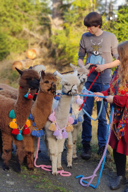 Braunschweig: Alpaca Trekking Tour - Practical Details and Value