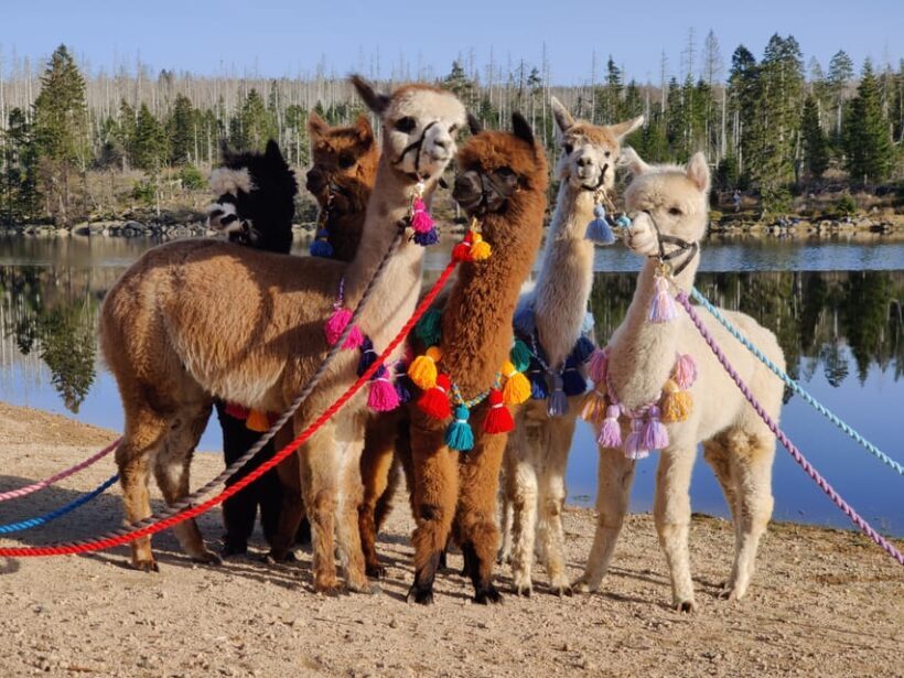 Braunschweig: Alpaca Trekking Tour - Authentic Experiences & Real Traveler Feedback
