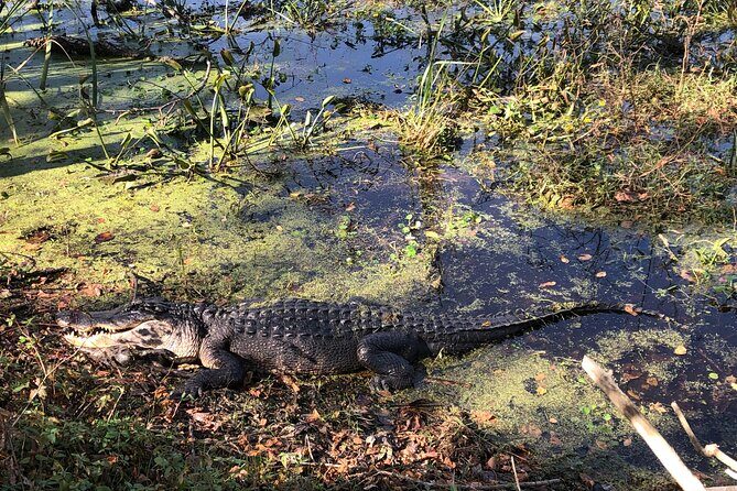 Brazos Bend Wildlife and Nature Tour - Authentic Insights and Traveler Perspectives
