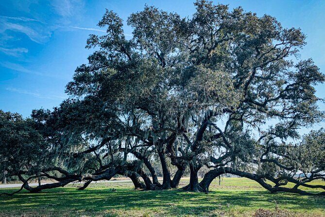 Brazos Bend Wildlife and Nature Tour - Analyzing Value and Practicality