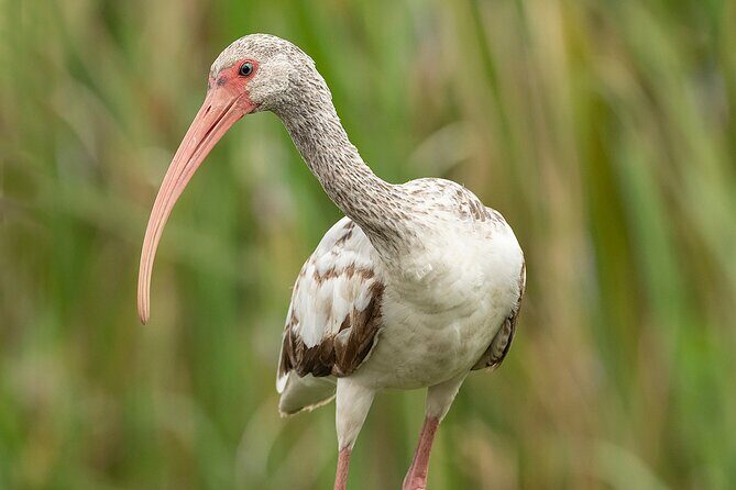Brazos Bend Wildlife and Nature Tour - Final Thoughts